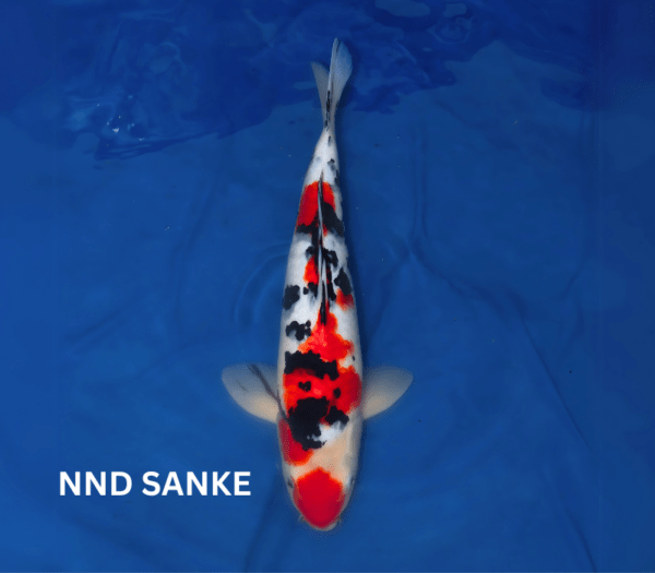 Home Page - KOI COMPETITIONS