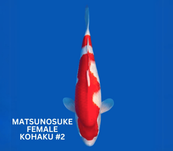 Home Page - KOI COMPETITIONS